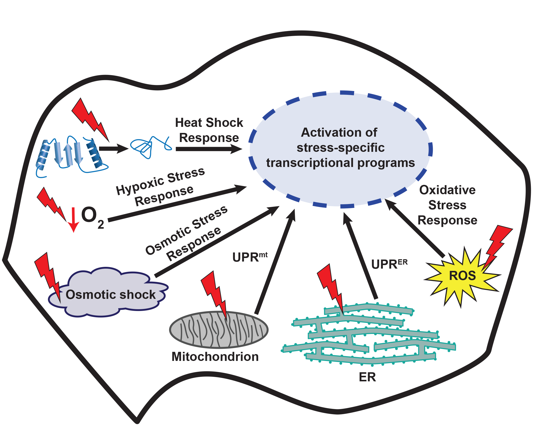 Cellular Stress Responses – Sistonen Lab
