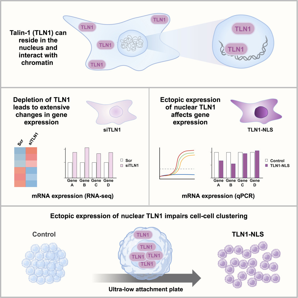 Breaking Boundaries: From the Cell’s Edge to the Heart of Gene ...